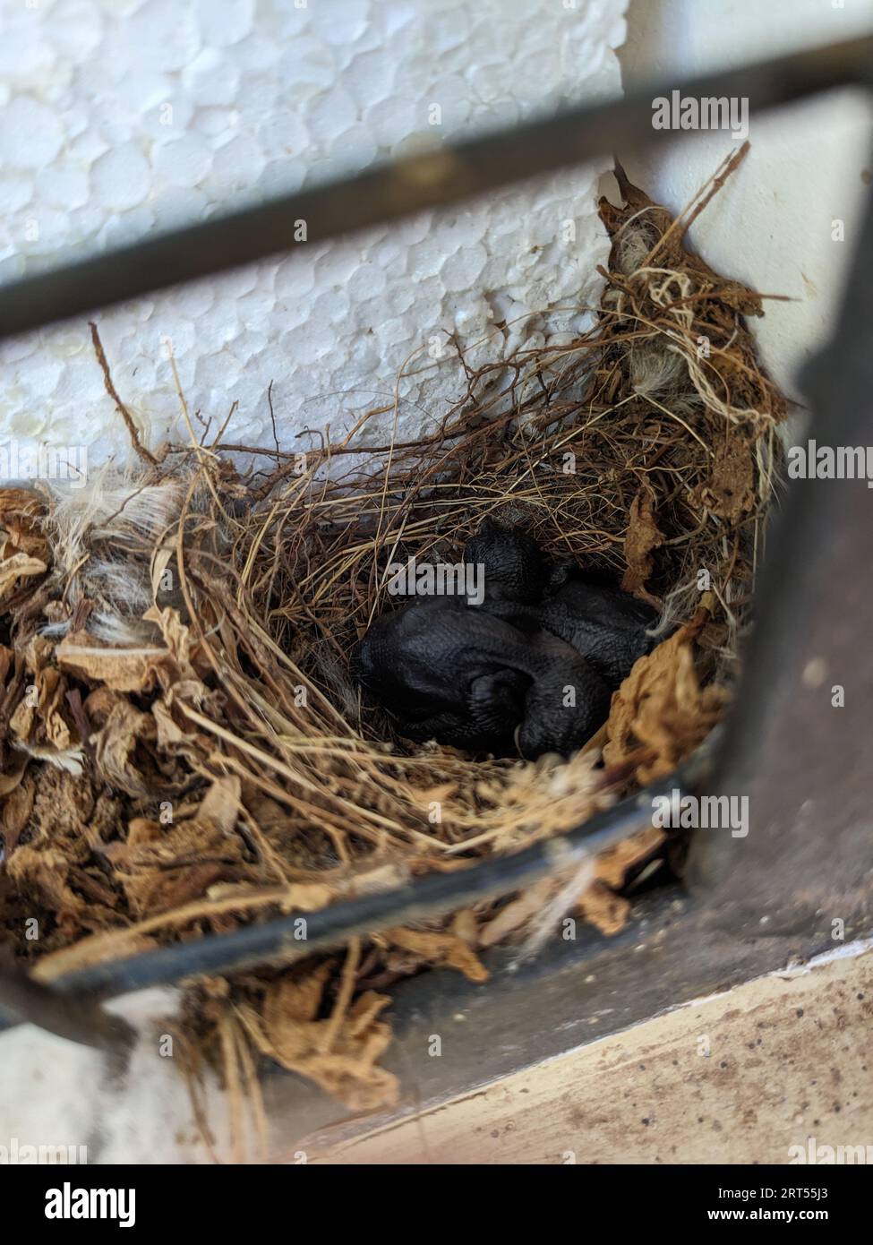 Two Little black chicks in the nest made with natural fiber and dried ...