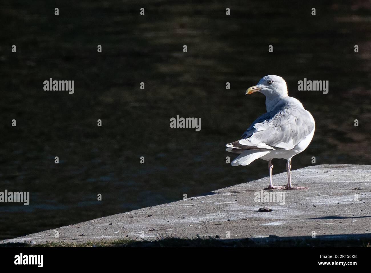 Berlin, Germany. 06th Sep, 2023. A seagull sits on a jetty on the Spree ...