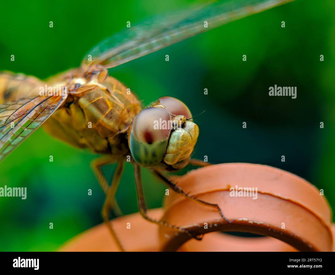 A Dragonfly on the green grass outdoor. Emperor Dragonfly (Blue Emperor ...