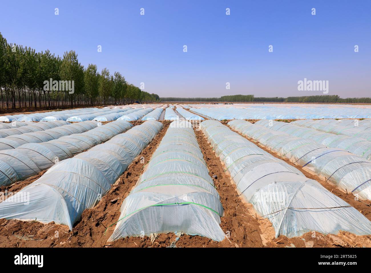 Plastic arch shed in the field Stock Photo - Alamy