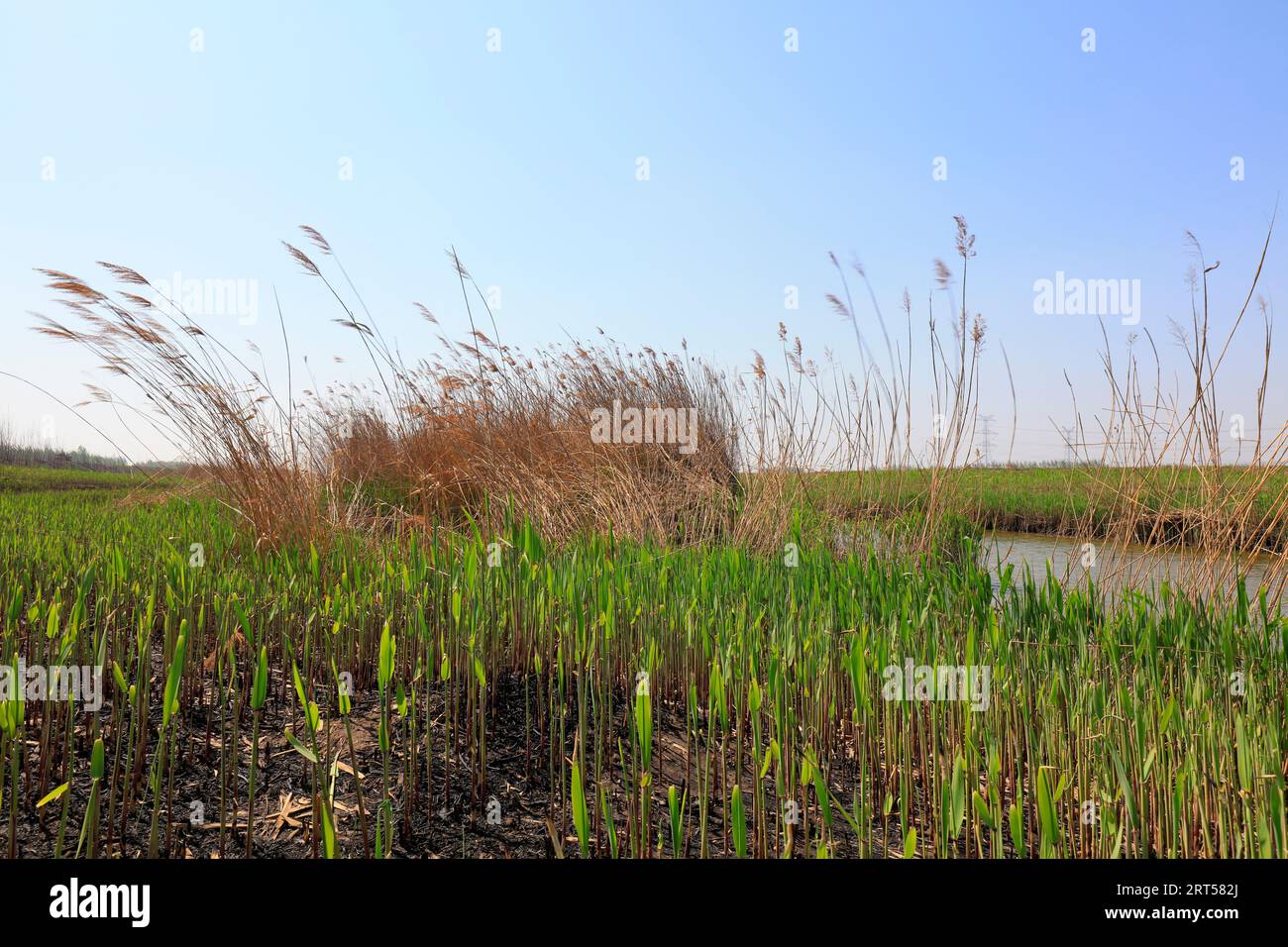 Reed by the river Stock Photo - Alamy