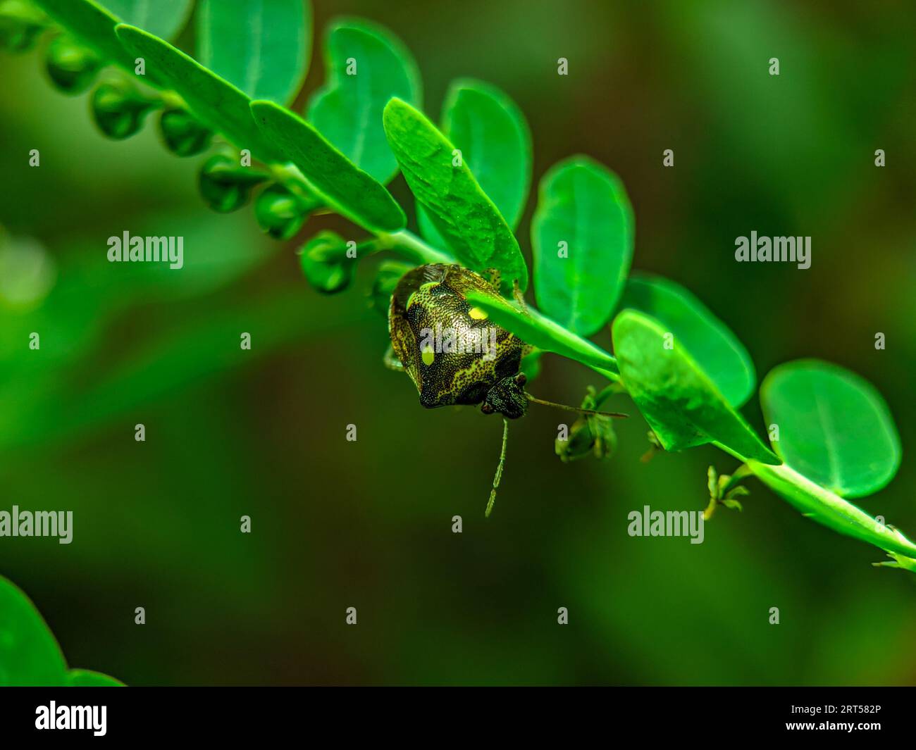 Wild nature bug hi-res stock photography and images - Alamy