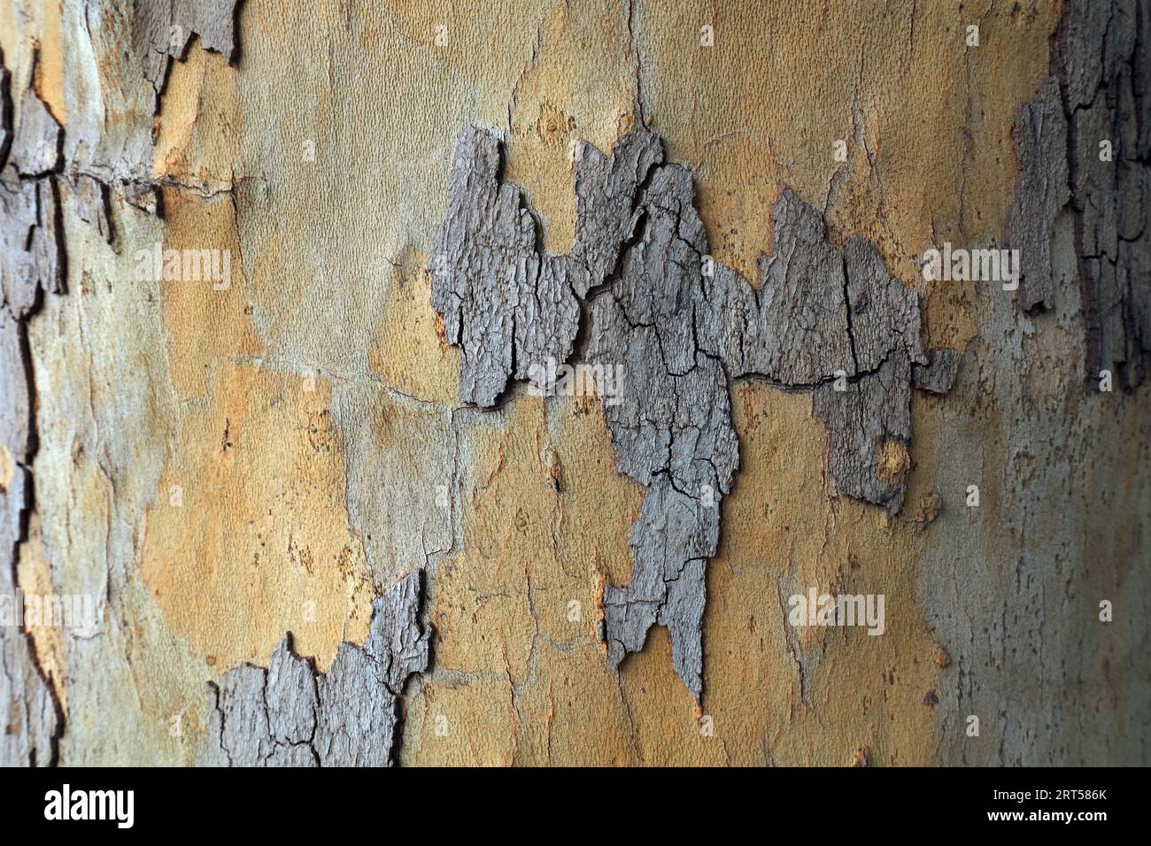 Platanus orientalis bark Stock Photo - Alamy