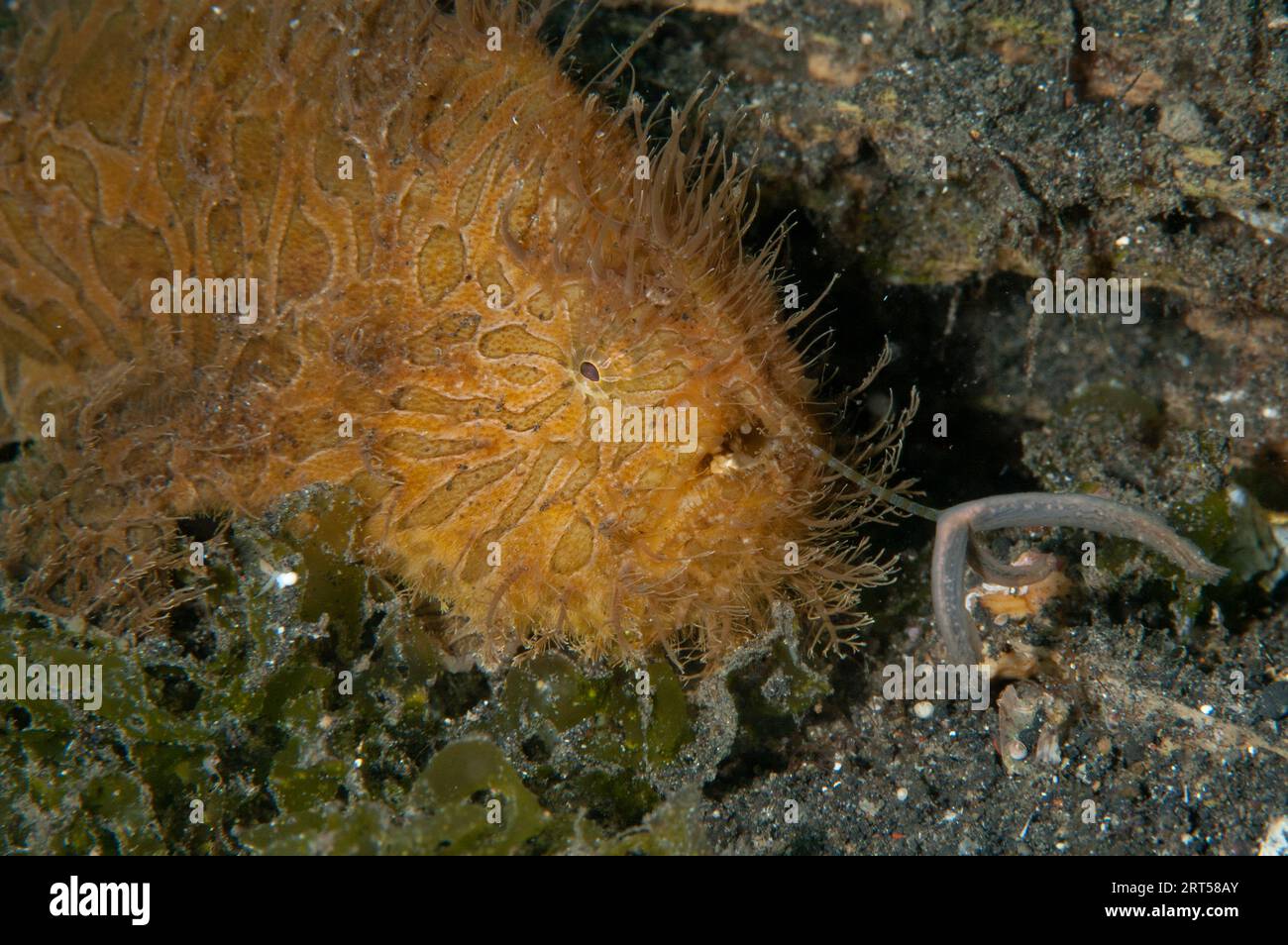 Worm like lure hi-res stock photography and images - Alamy