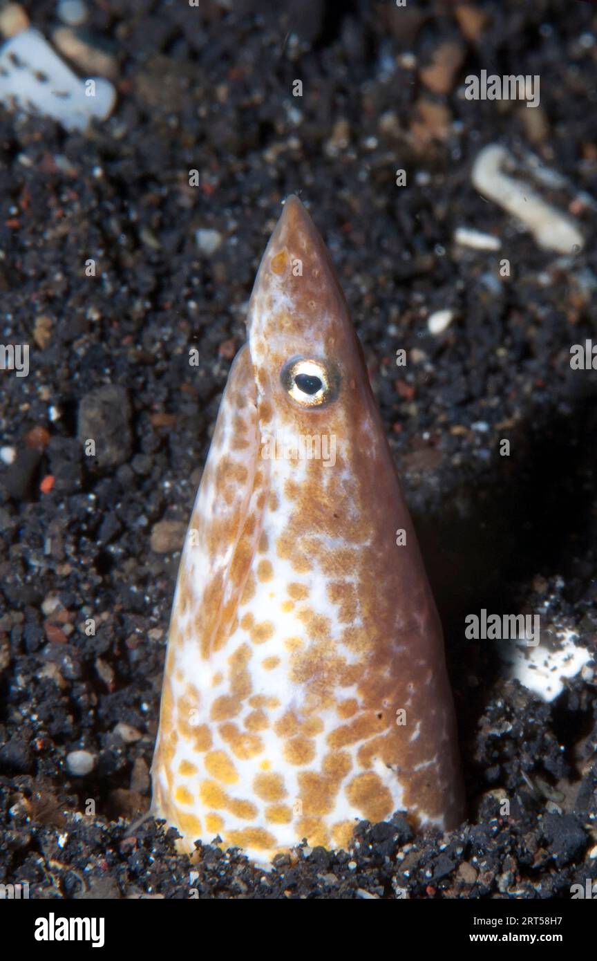 Sharpsnout snake eel hi-res stock photography and images - Alamy