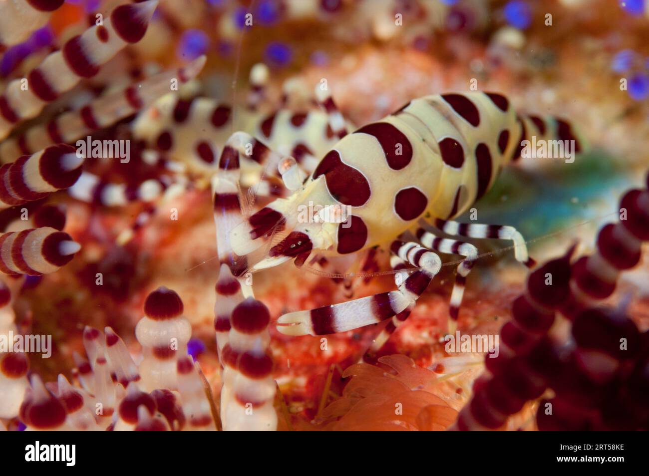 Pair of Coleman's Shrimps, Periclimenes colemani, on Fire Urchin ...
