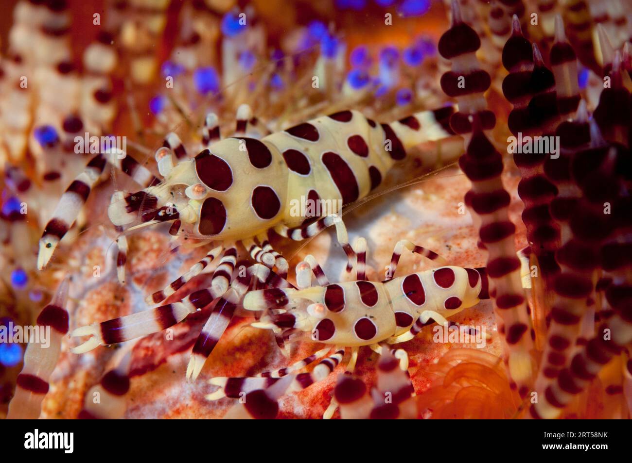 Pair of Coleman's Shrimps, Periclimenes colemani, on Fire Urchin ...