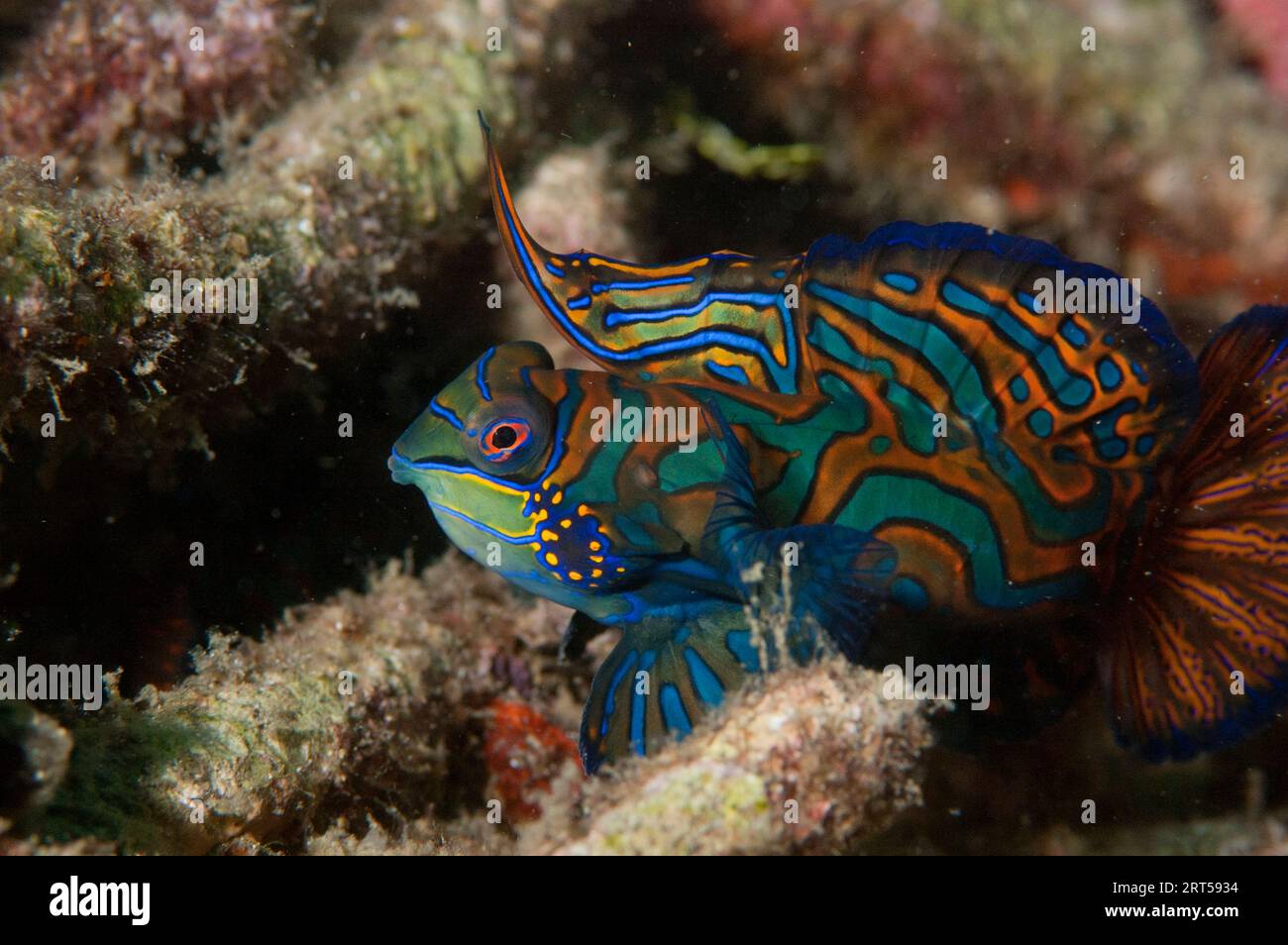 Mandarinfish, Synchiropus splendidus, with ornate markings with erect ...