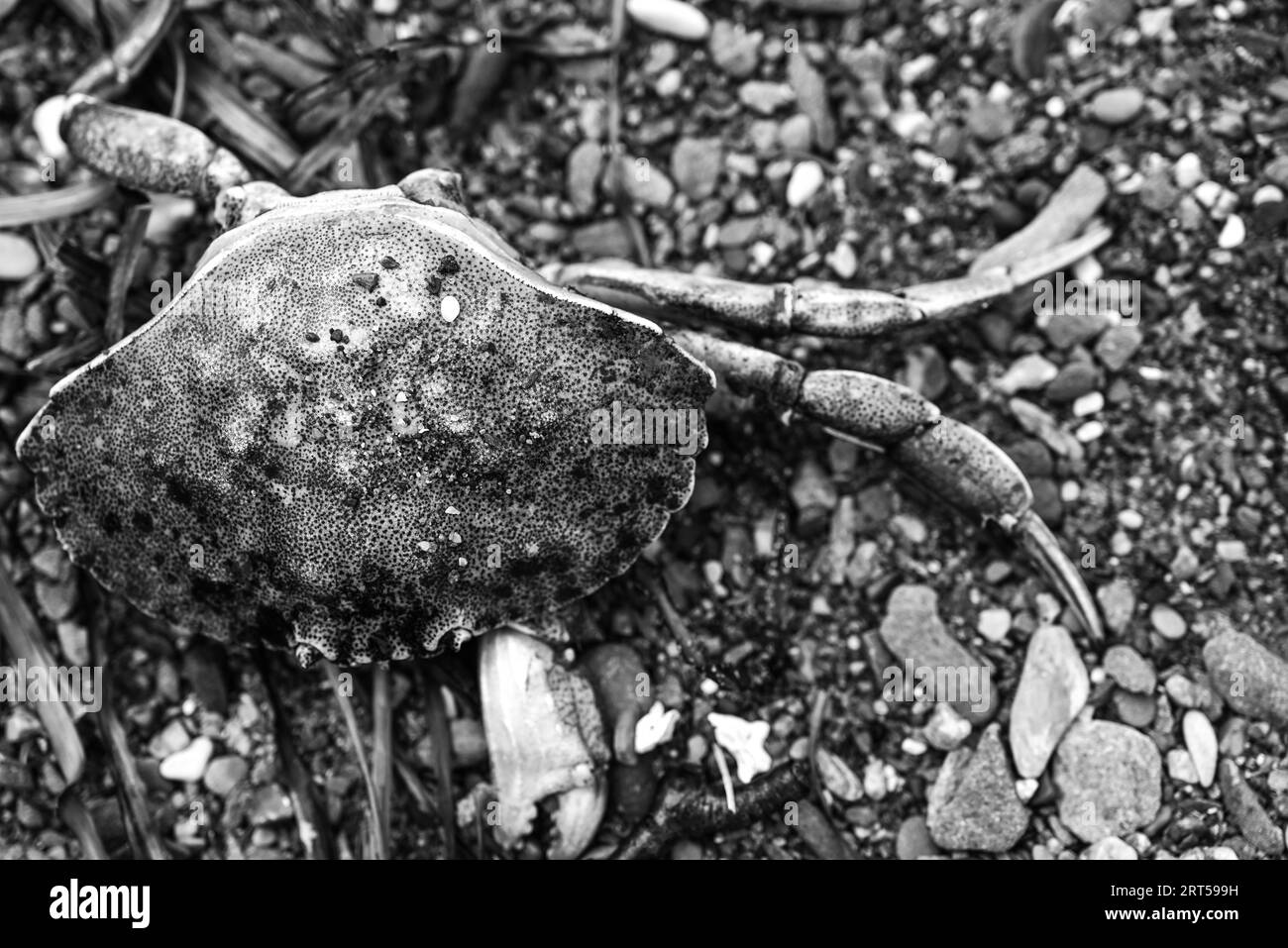 Cracked crab Black and White Stock Photos & Images - Alamy