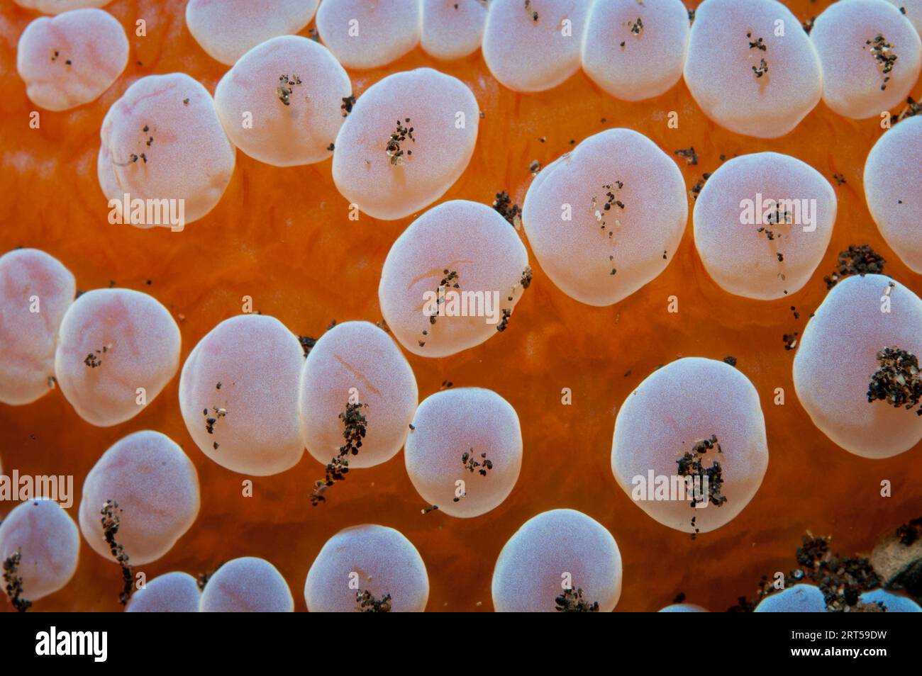 Detail of pustules of Umbrella Slug, Umbraculum umbraculum, on black ...
