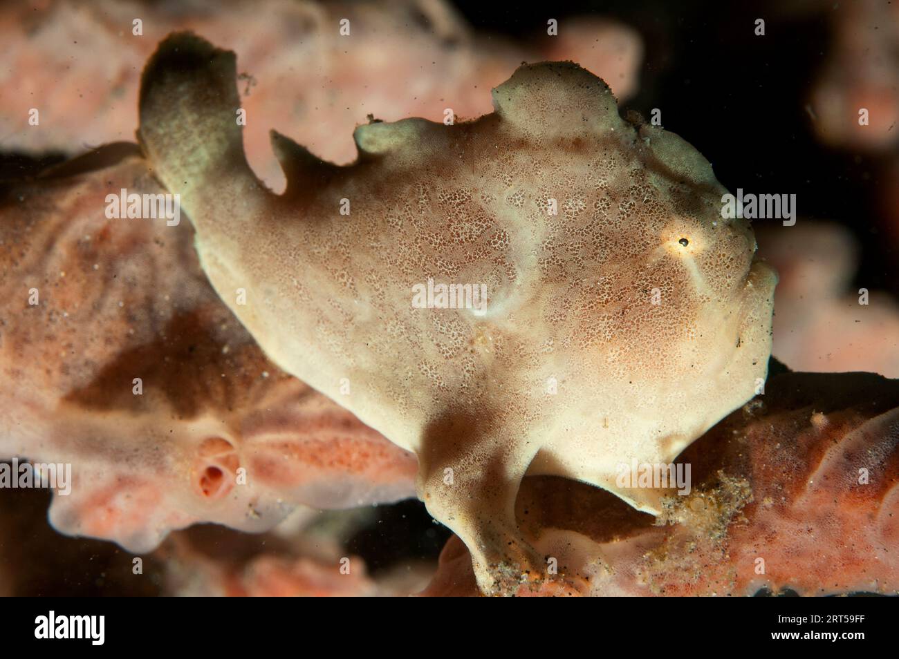 Painted Frogfish, Antennarius pictus, on sponge, Slow Poke dive site ...