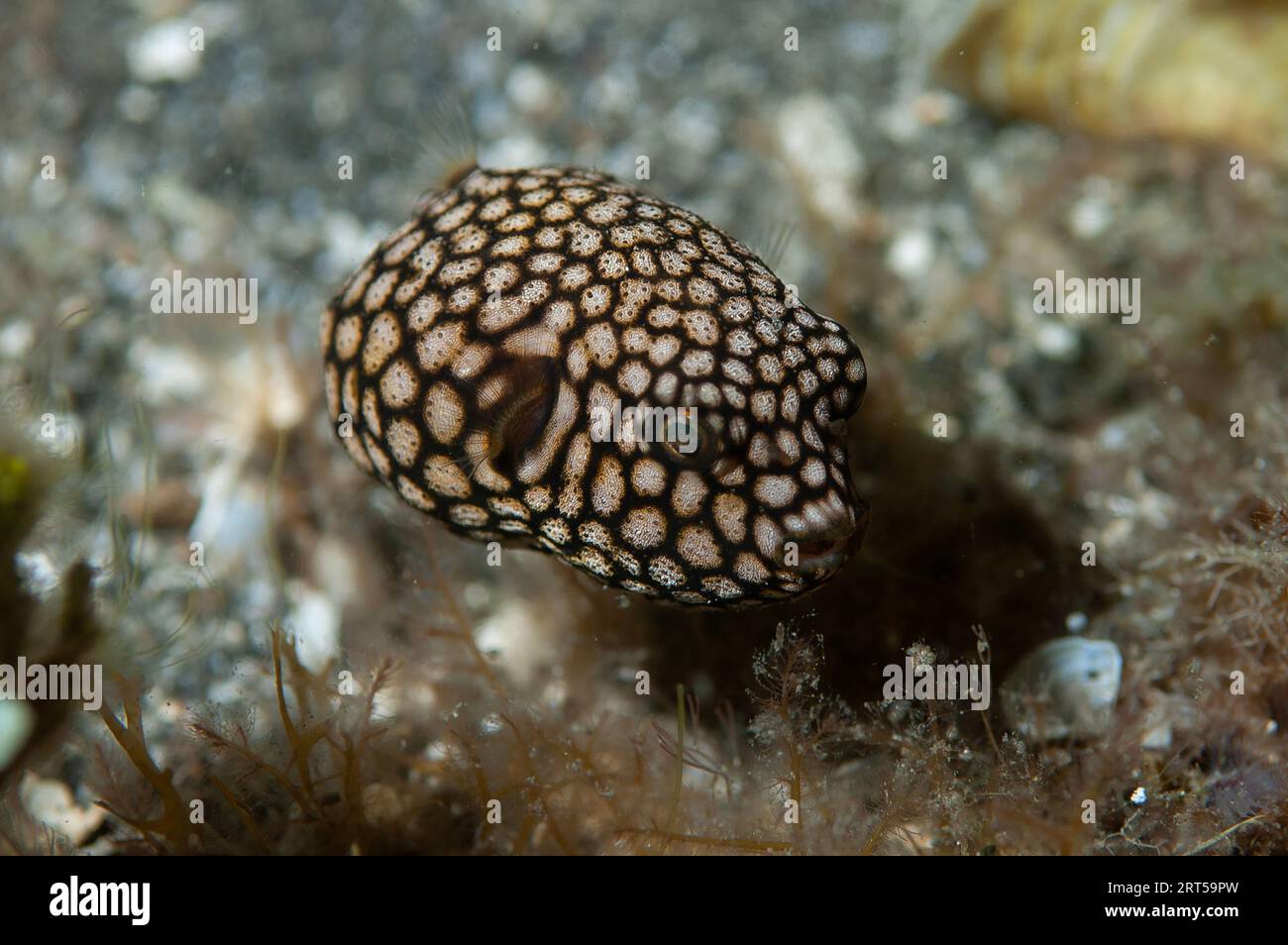 Juvenile Map Puffer, Arothron mappa, night dive, Lembeh Island Resort ...