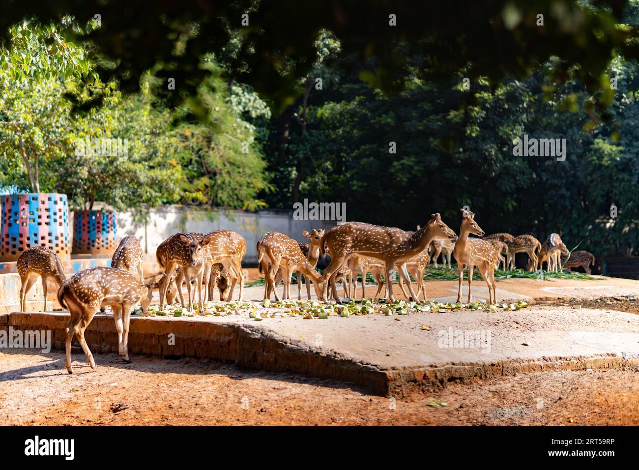 group of beautiful deer is eating fresh green grass from the cart ...