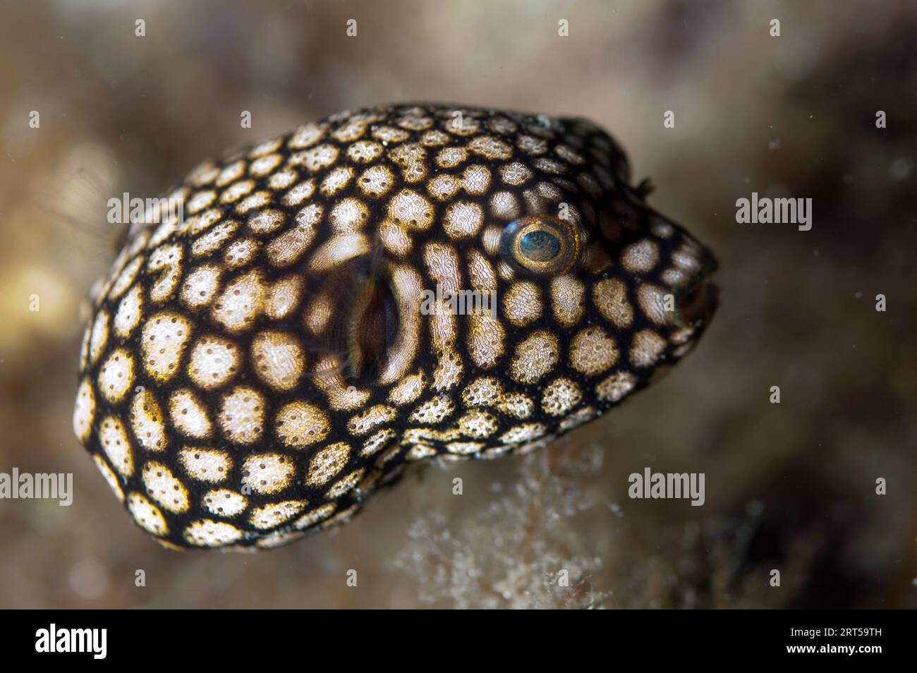 Juvenile Map Puffer, Arothron mappa, night dive, Lembeh Island Resort ...