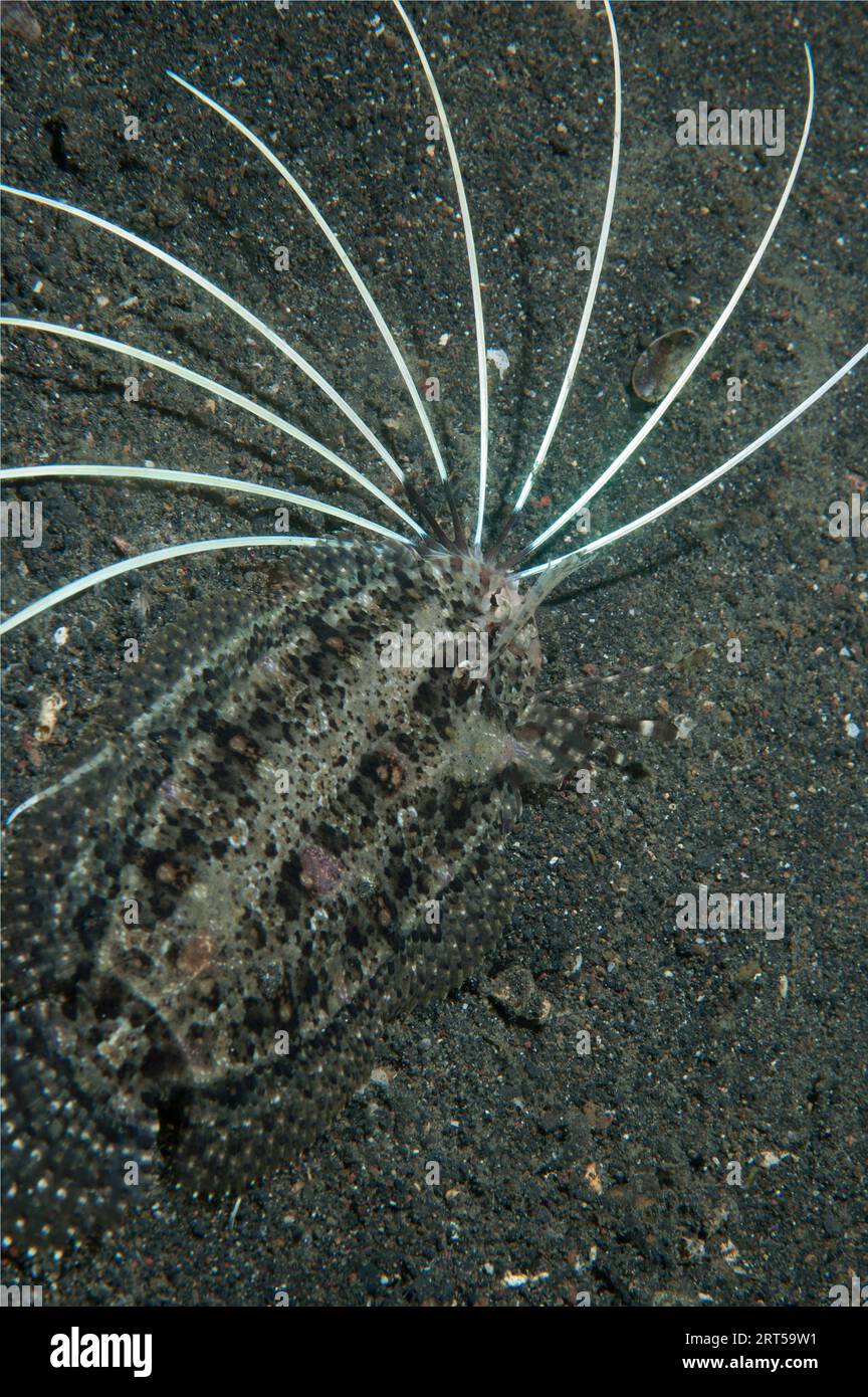 Cockatoo Flounder, Samaris cristatus, displaying dorsal fin rays as ...