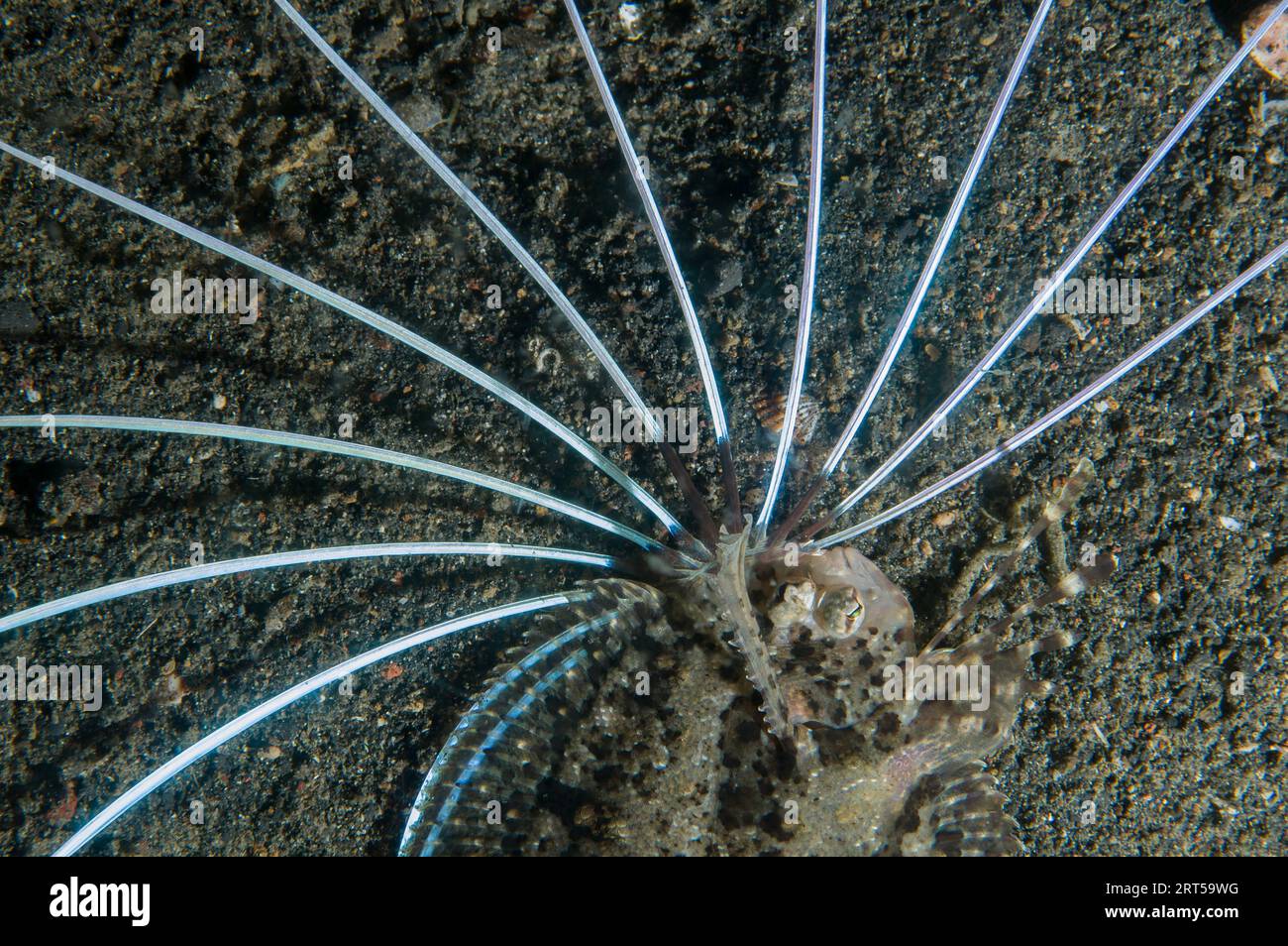 Cockatoo Flounder, Samaris cristatus, displaying dorsal fin rays as ...