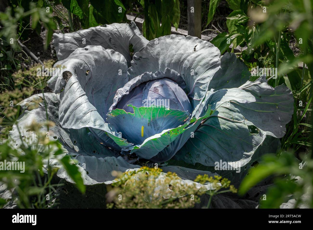 Cabbage white butterfly adult caterpillar of bright yellow color on red ...