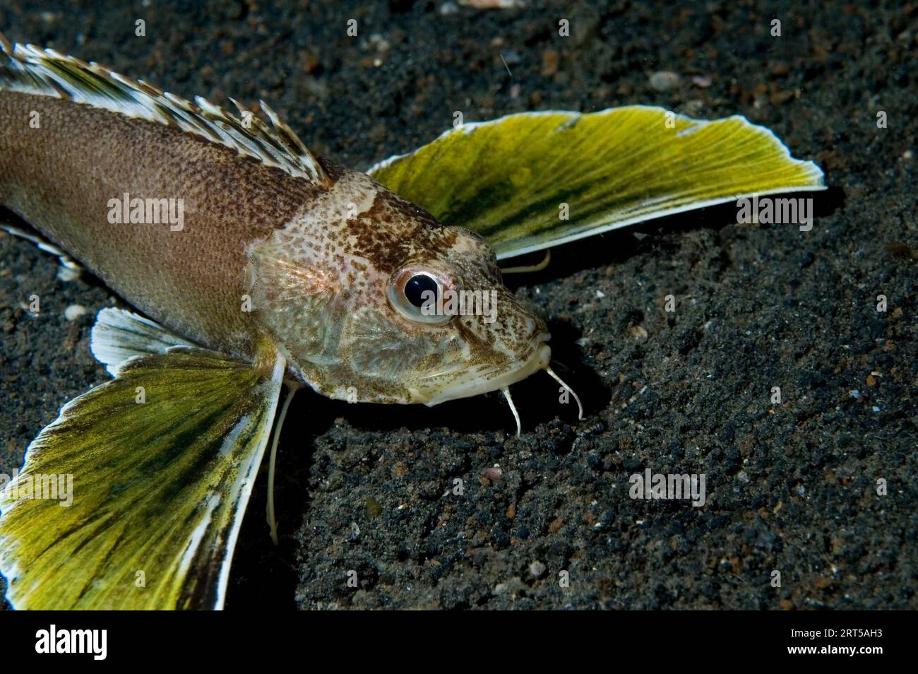 Ocellated waspfish hi-res stock photography and images - Alamy