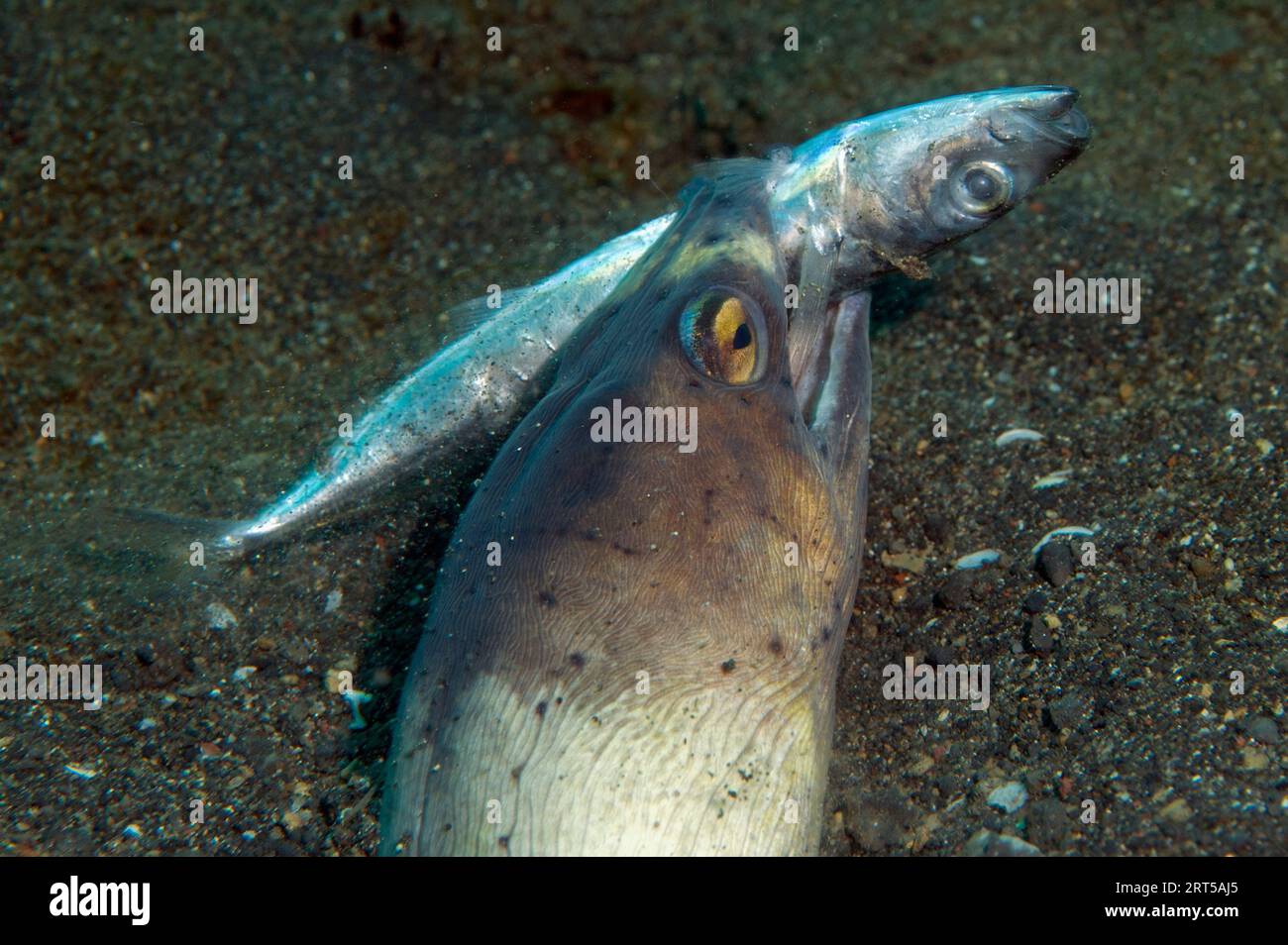 Ophichthidae fish hi-res stock photography and images - Alamy