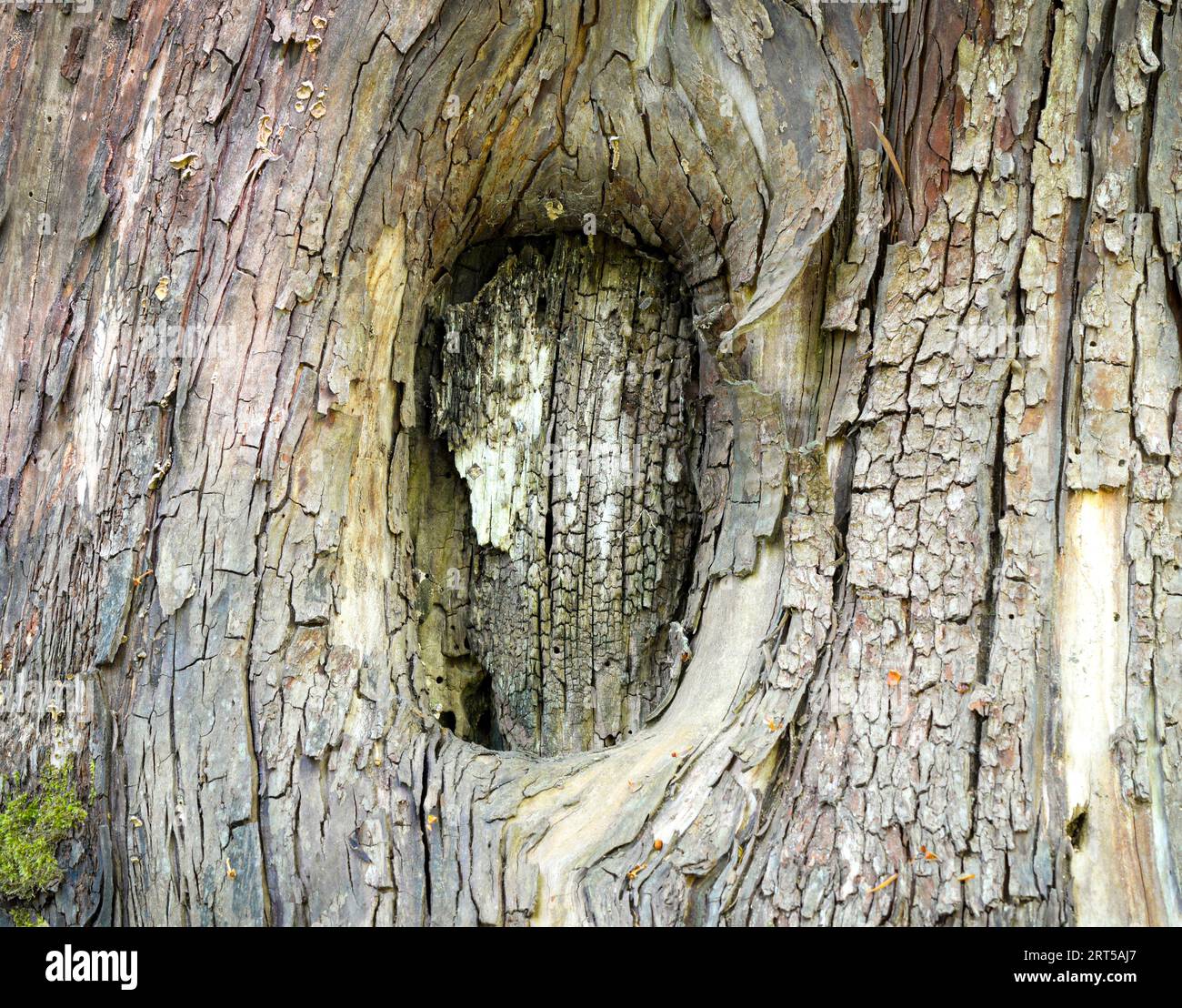Tree hole closeup hi-res stock photography and images - Alamy