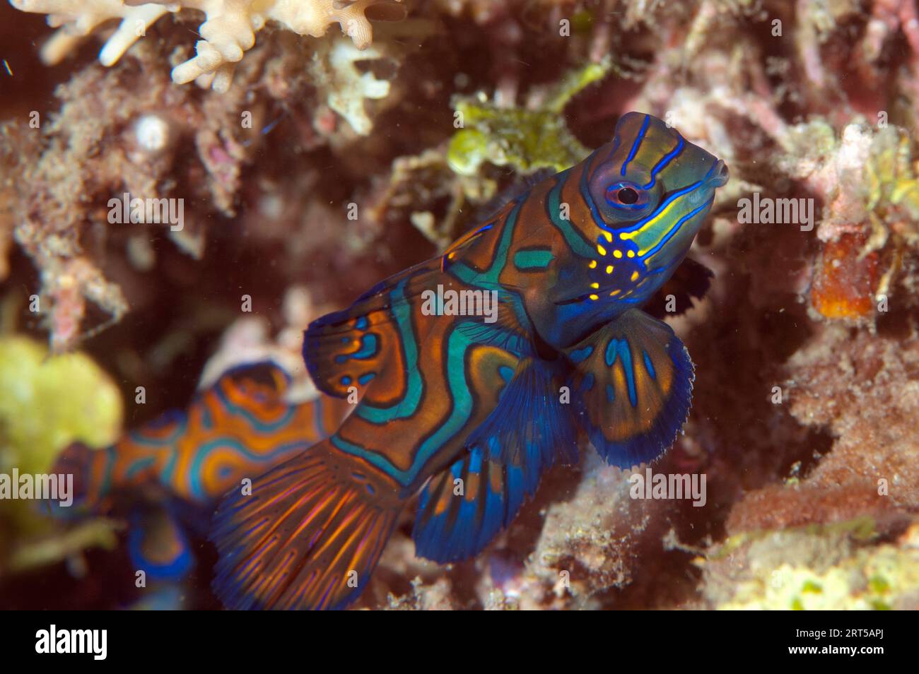 Pair of Mandarinfish, Synchiropus splendidus, with ornate markings ...