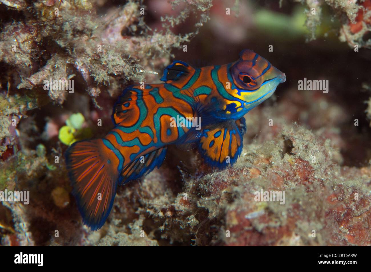 Mandarinfish, Synchiropus splendidus, with ornate markings, Dusk dive ...