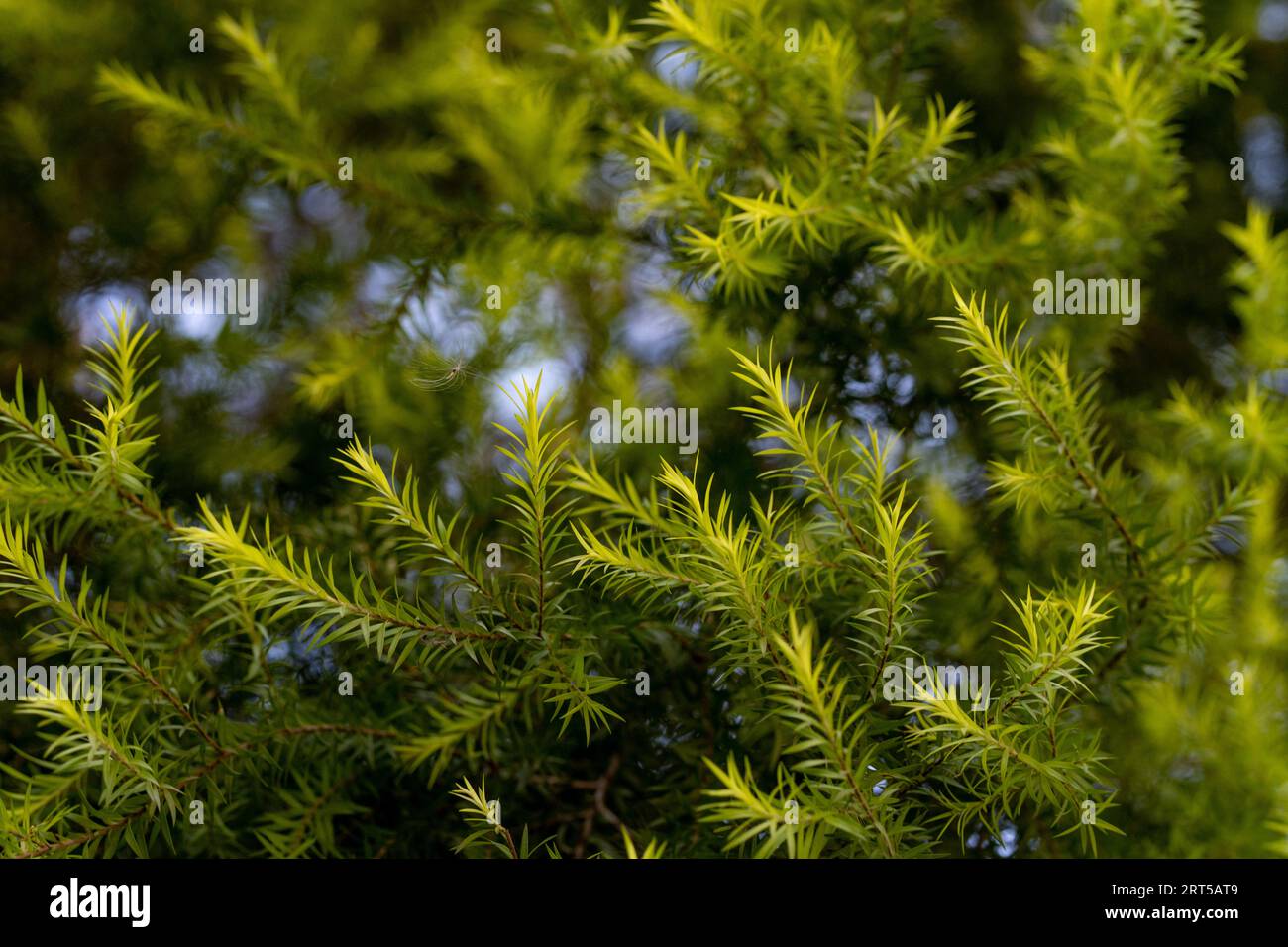 Green summer foliage of bald cypress close-up slow motion. Taxodium ...