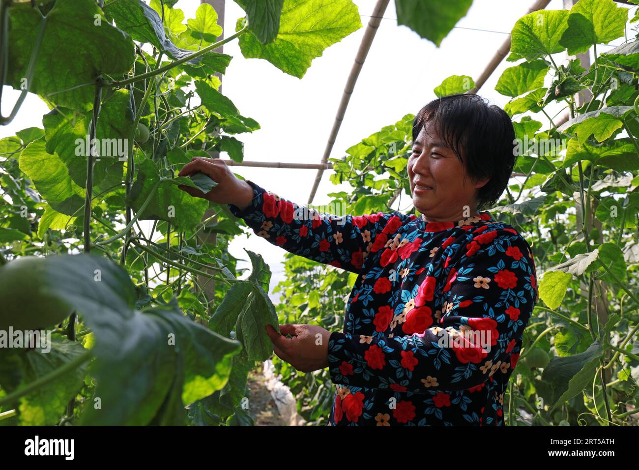 Luannan County - March 7, 2019: Woman worker checking muskmelon growth ...