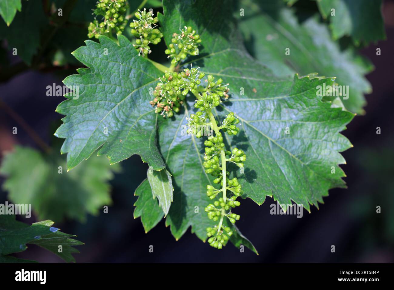 Grape flowers in the garden Stock Photo - Alamy
