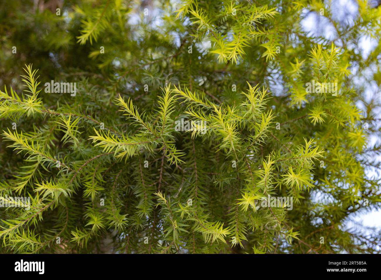Green Summer Foliage Of Bald Cypress Close Up Slow Motion Taxodium