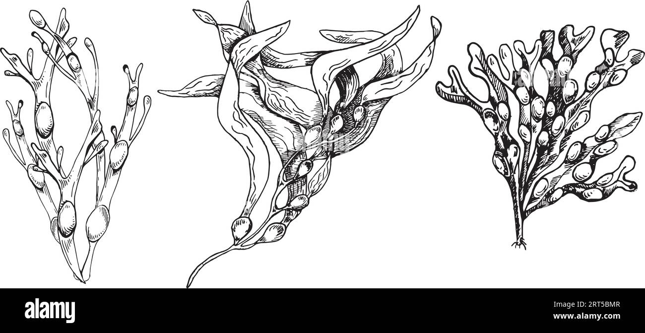 Vector sea plant ink hand drawn illustration isolated on white ...