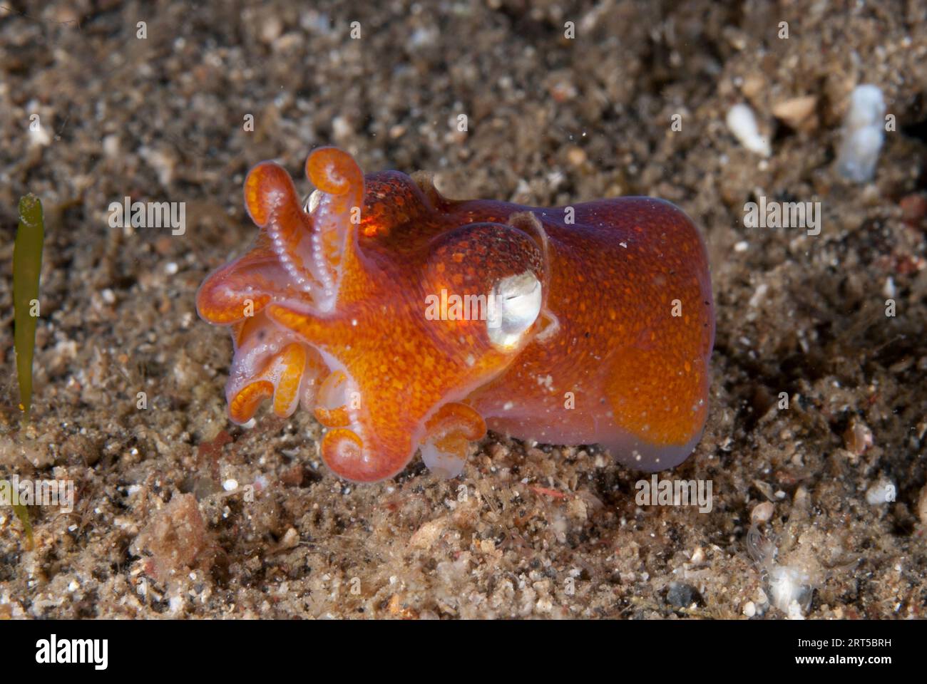 Golden Tropical Bottletail Squid, Sepiadarium kochi, displaying warning ...