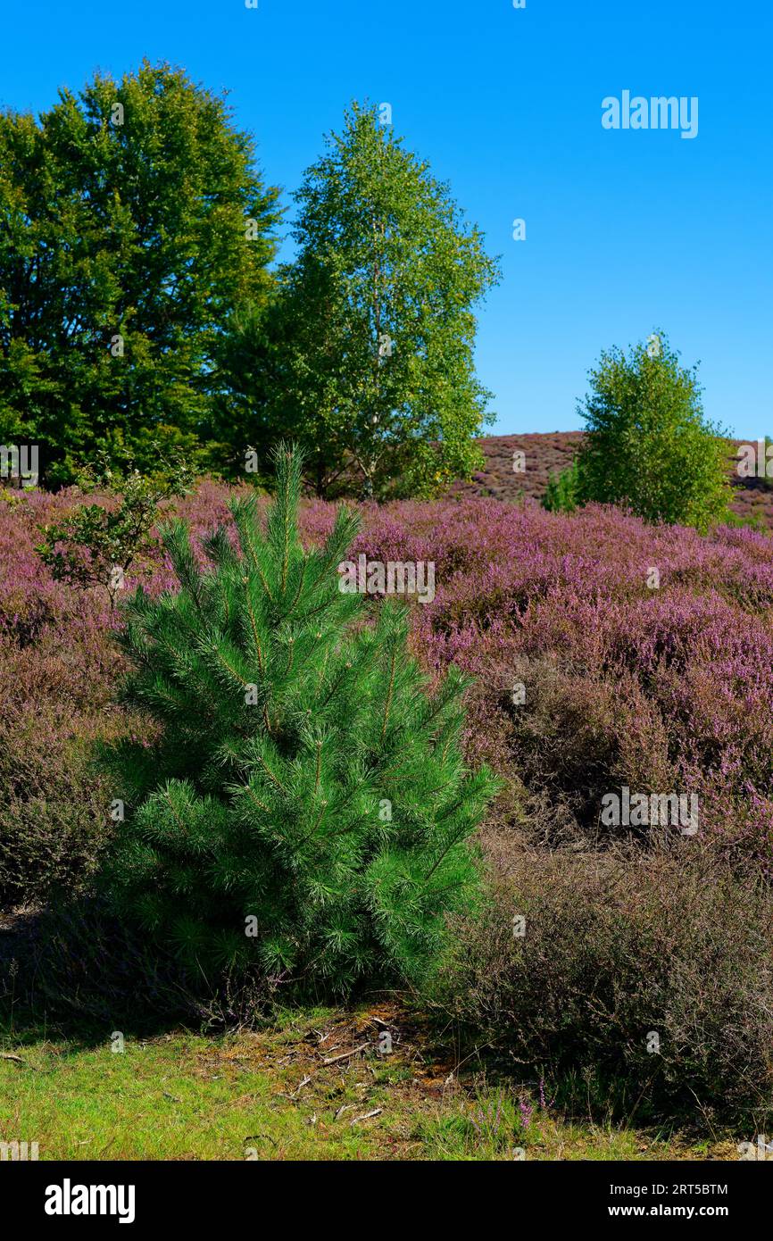 Fairytale heath landscape Hoge Veluwe Stock Photo - Alamy