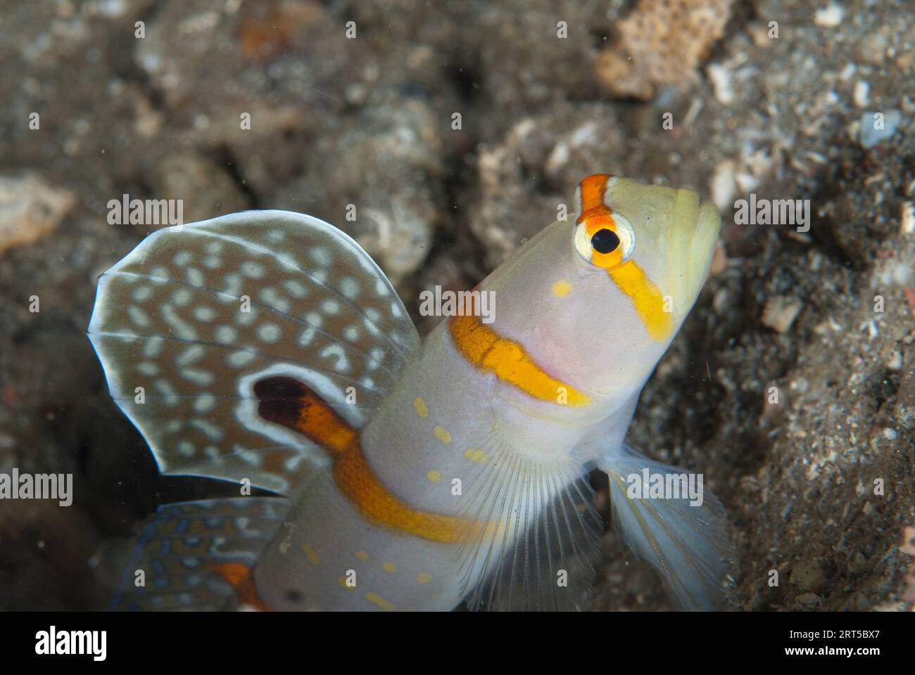 Randall's Shrimpgoby, Amblyeleotris randalli, with eye-spot on erect ...