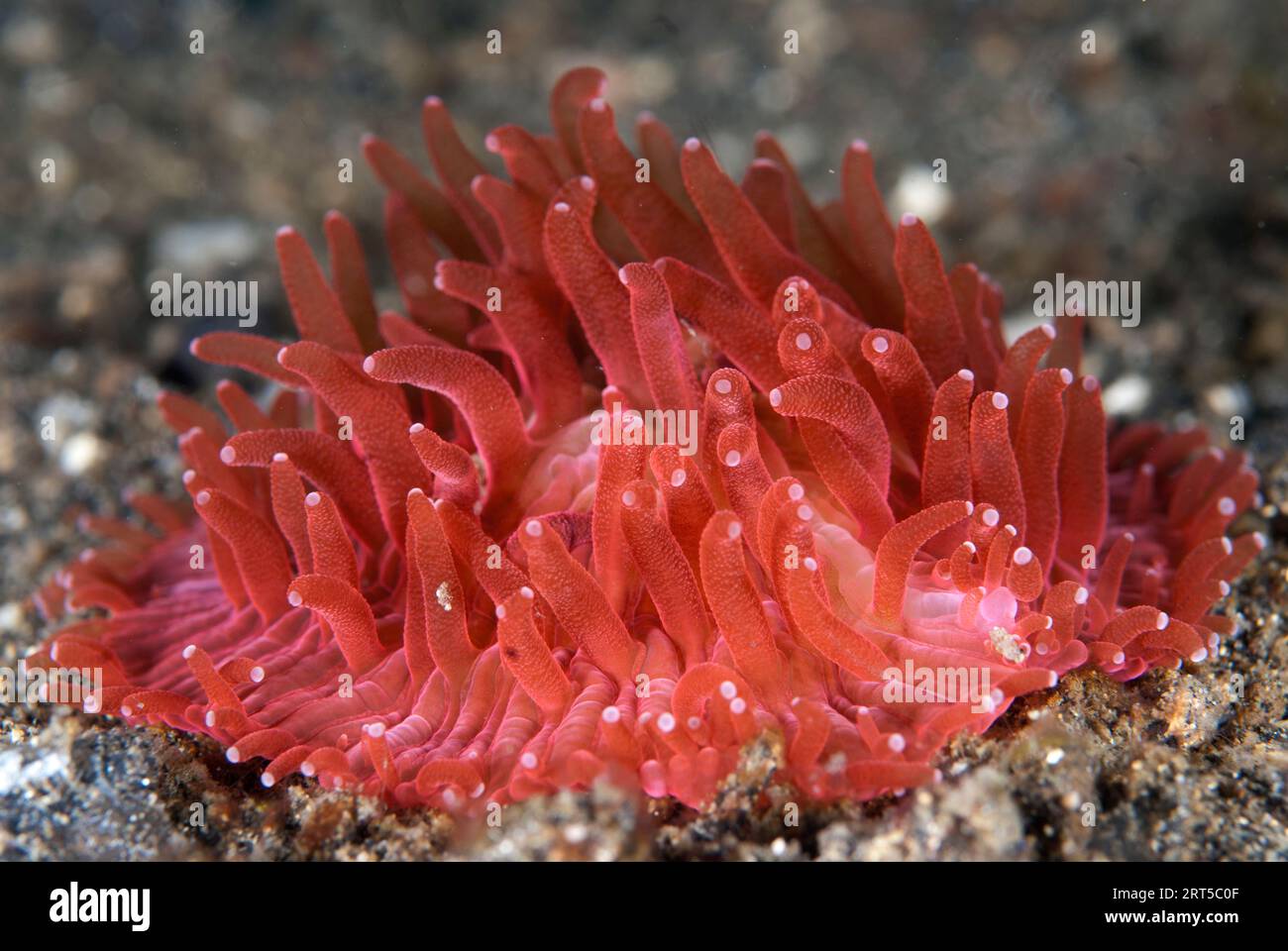 Solitary disc coral hi-res stock photography and images - Alamy