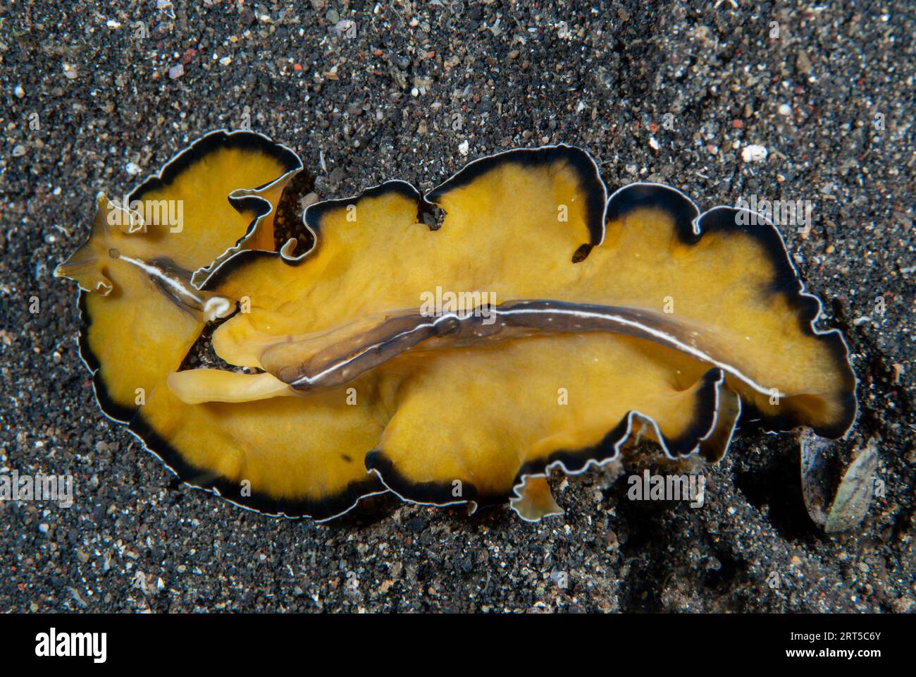 Flowers' Flatworm, Pseudobiceros flowersi, Aer Perang dive site, Lembeh ...