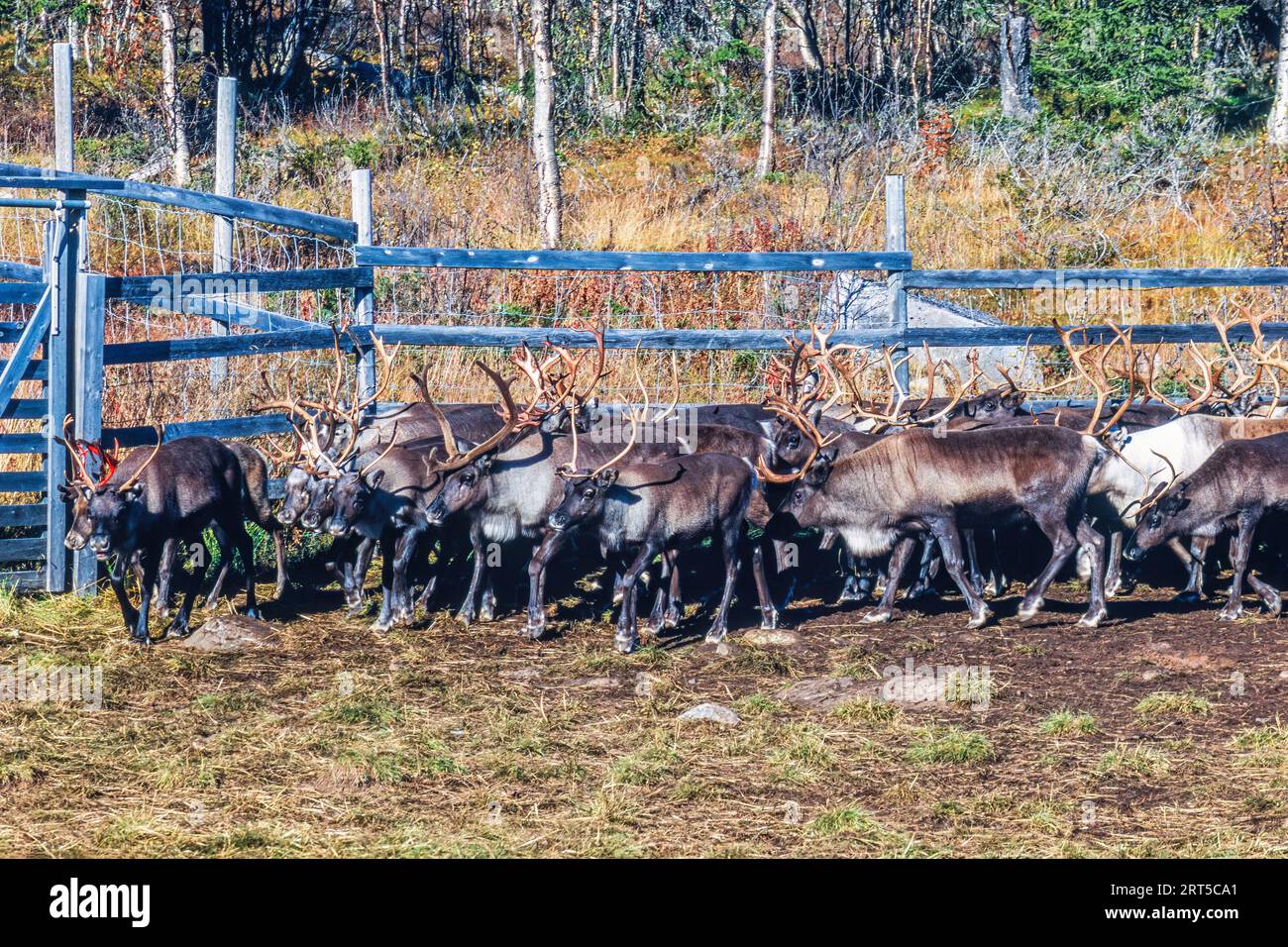 Herd of Reindeer in an enclosure Stock Photo - Alamy