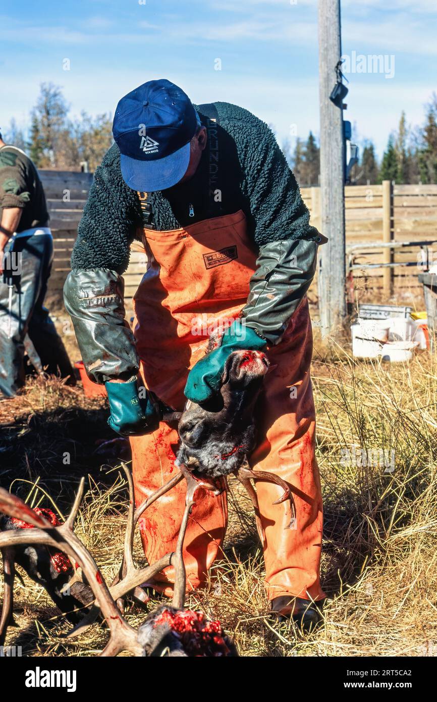 Sami man butchered a reindeer in the north of Sweden Stock Photo - Alamy