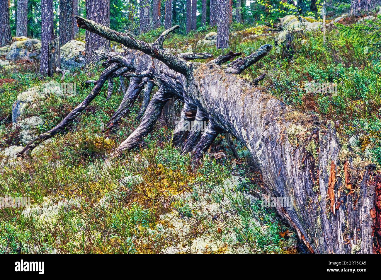 Old fallen tree log in the forest Stock Photo - Alamy