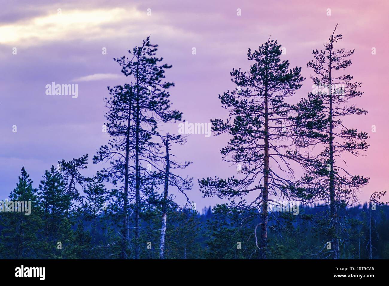 Pink sky and trees hi-res stock photography and images - Alamy