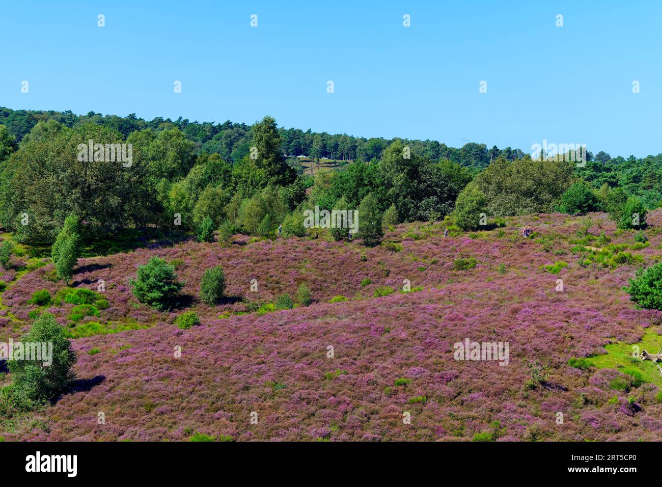 Fairytale heath landscape Hoge Veluwe Stock Photo - Alamy
