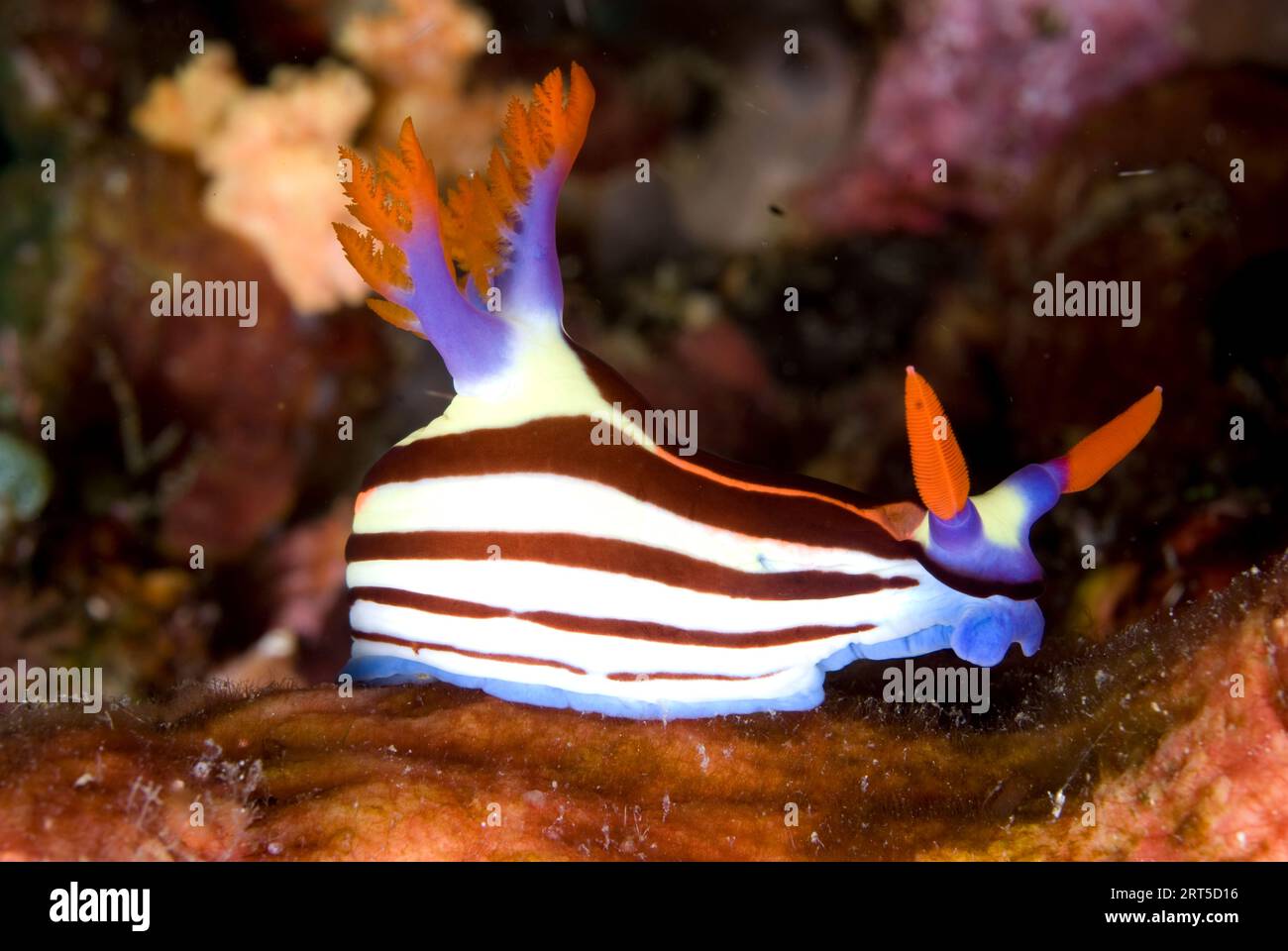 Purple-lined Nembrotha Nudibranch, Nembrotha purpureolineata, Jiko ...