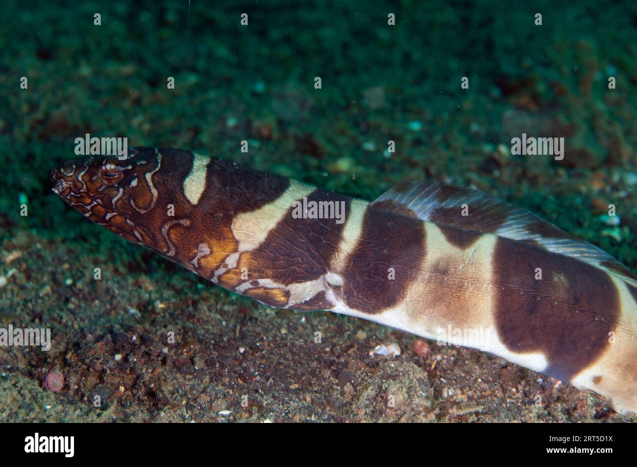 Juvenile Napoleon Snake Eel, Ophichthus bonaparti, Bronsel dive site ...