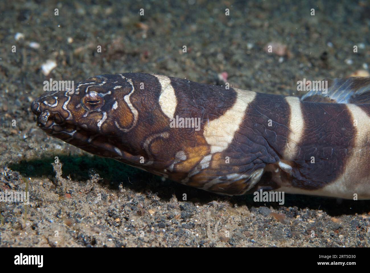 Juvenile Napoleon Snake Eel, Ophichthus bonaparti, Bronsel dive site ...