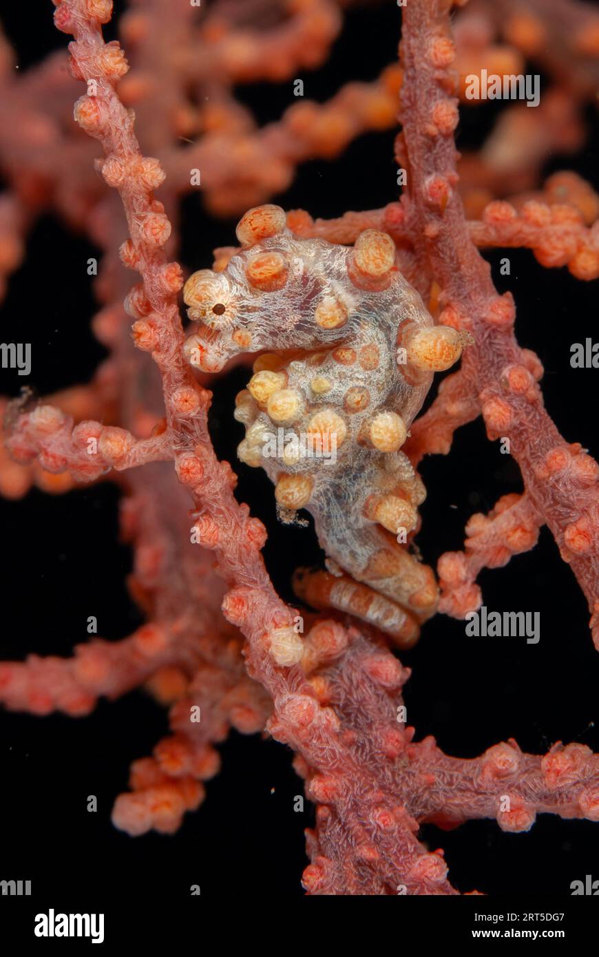 Pygmy Seahorse, Hippocampus bargibanti, on sea fan, Makewide dive site ...
