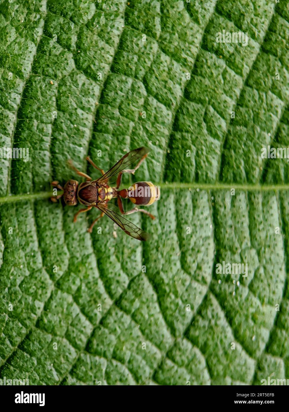 Paper wasps on green leaf. European paper wasp, Gallische Feldwespe ...