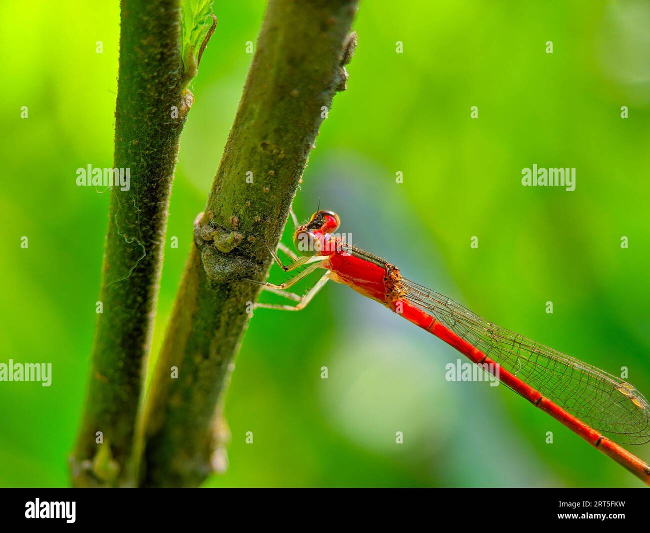 Emperor dragonfly blue emperor dragonfly anax imperator hi-res stock ...