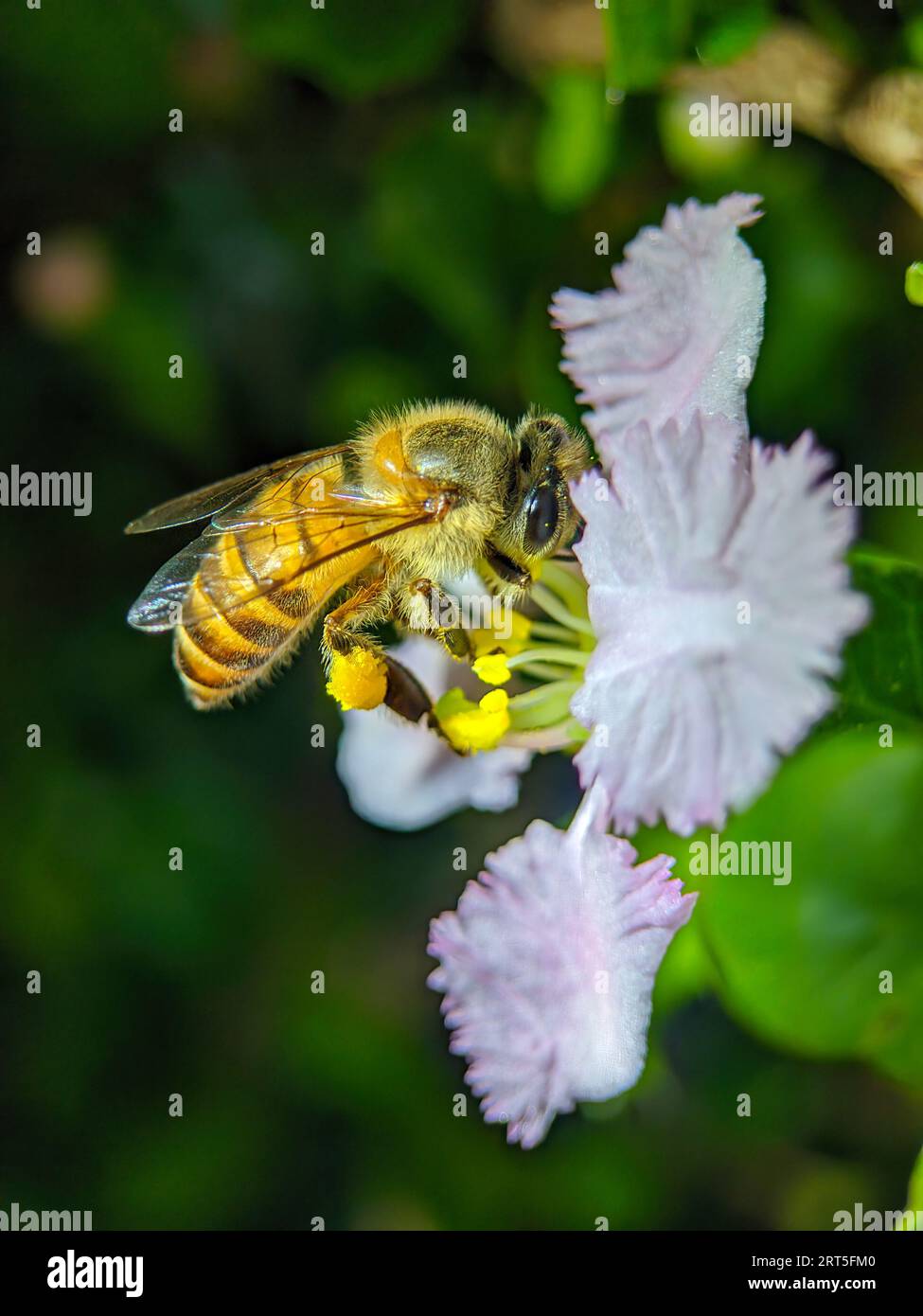 Macro photo of a beautiful honey bee and flowers on a sunny day. Honey ...