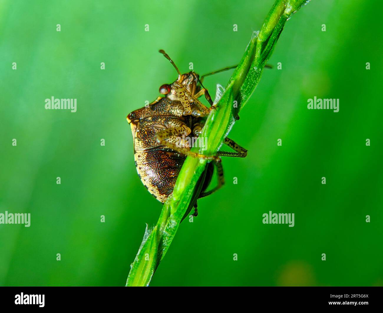 Bug on green grass nature view Stock Photo - Alamy