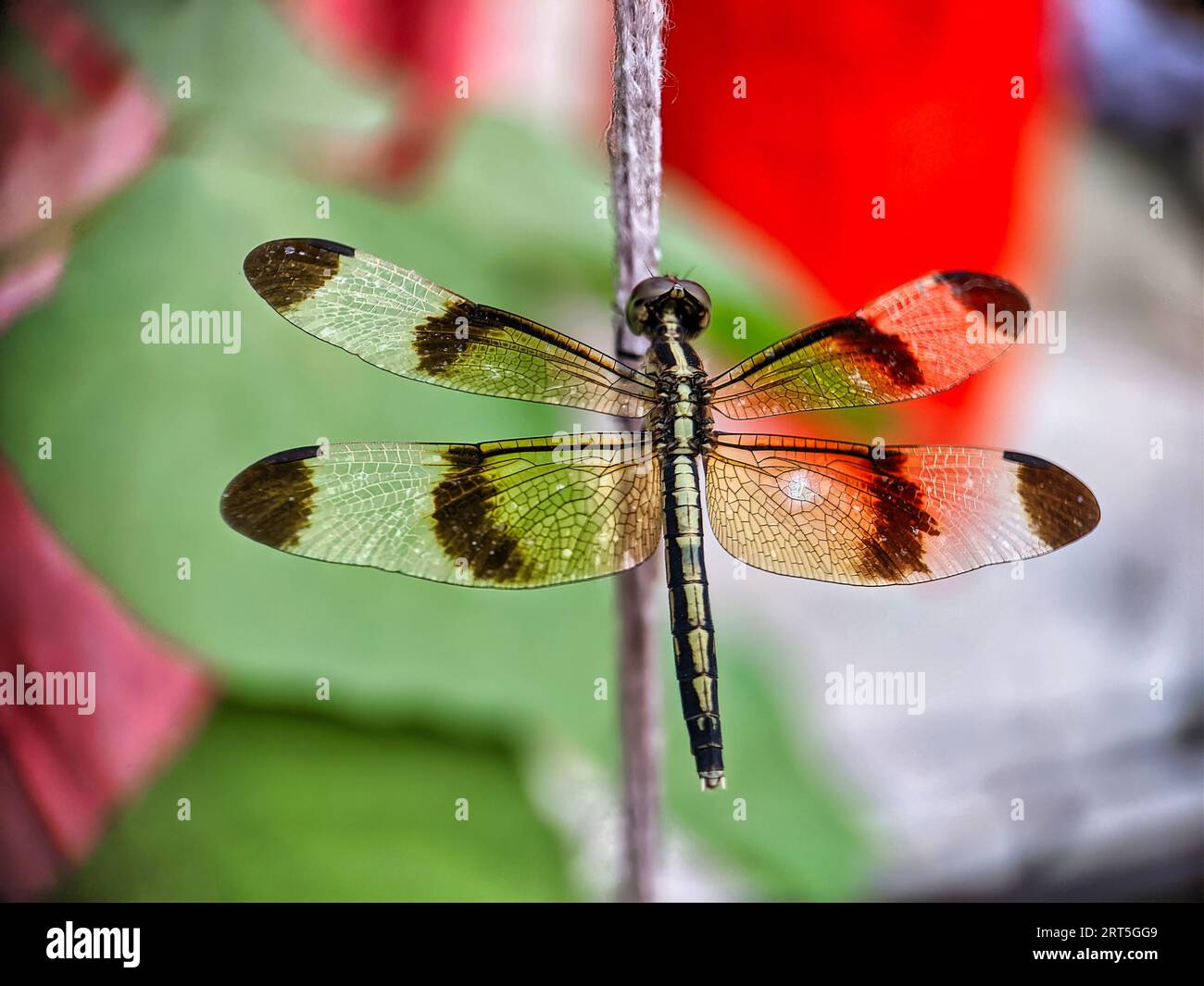 Emperor dragonfly blue emperor dragonfly anax imperator hi-res stock ...